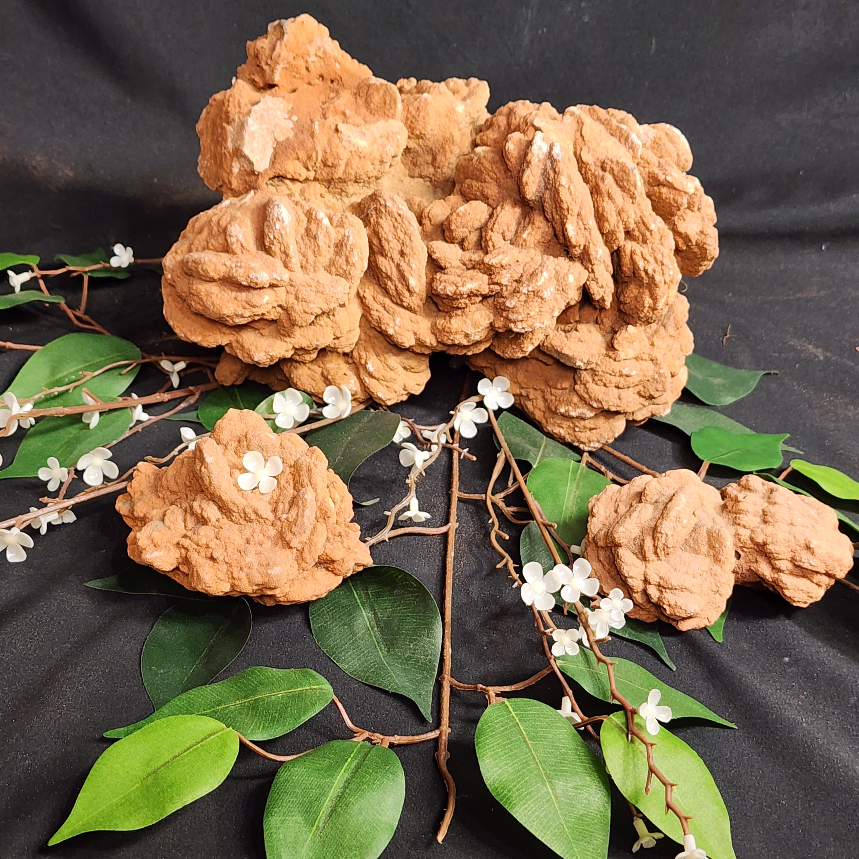 Native to Oklahoma – Red Stone Fossils