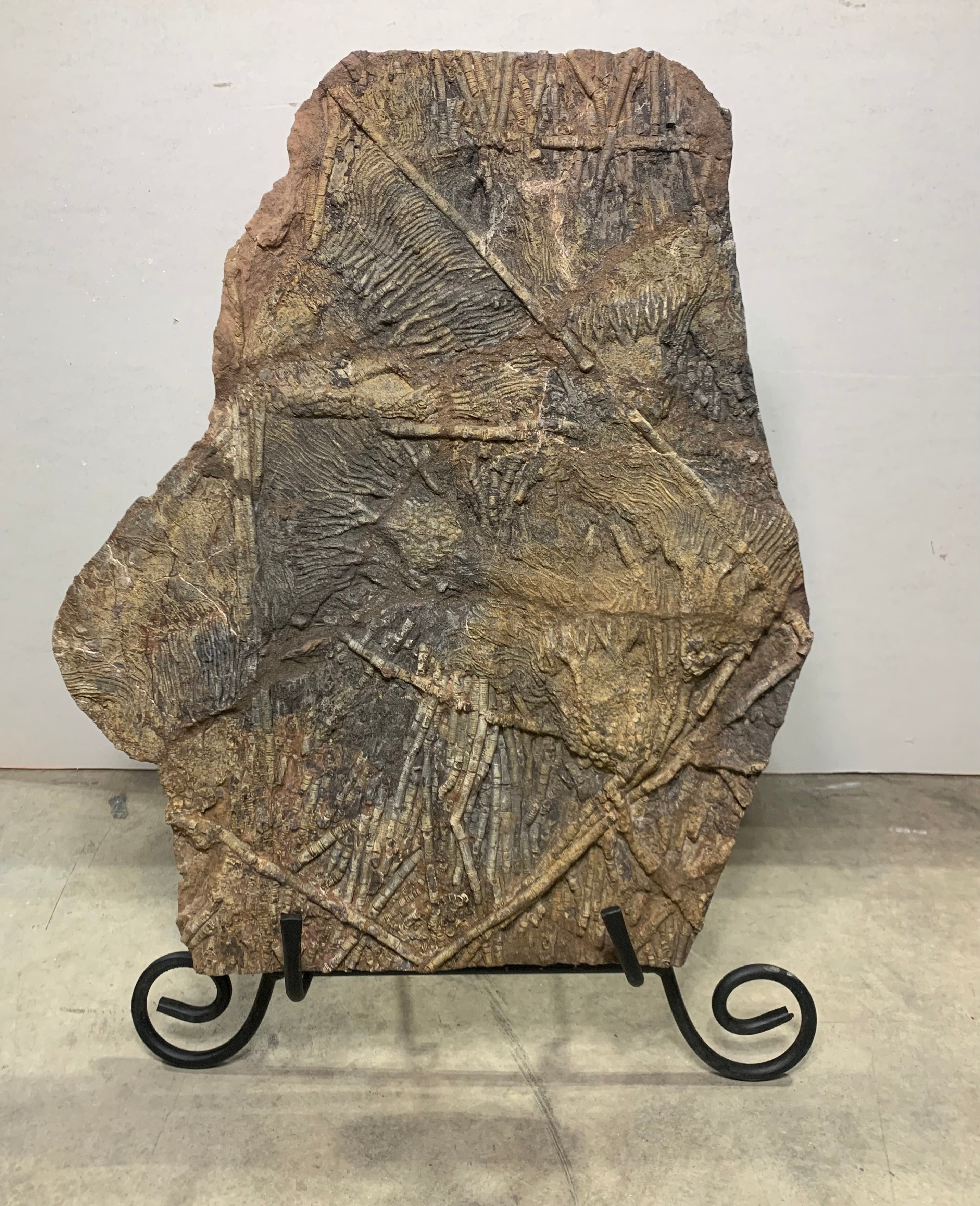 Red Stone Fossils