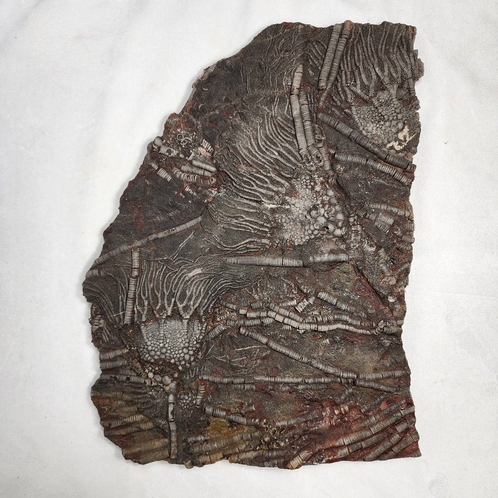 Fancy Fossil - Crinoid Plate – Red Stone Fossils