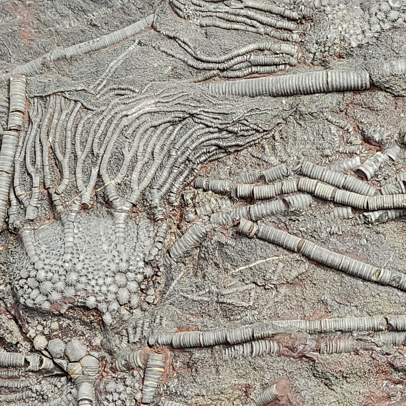 Fancy Fossil - Crinoid Plate – Red Stone Fossils