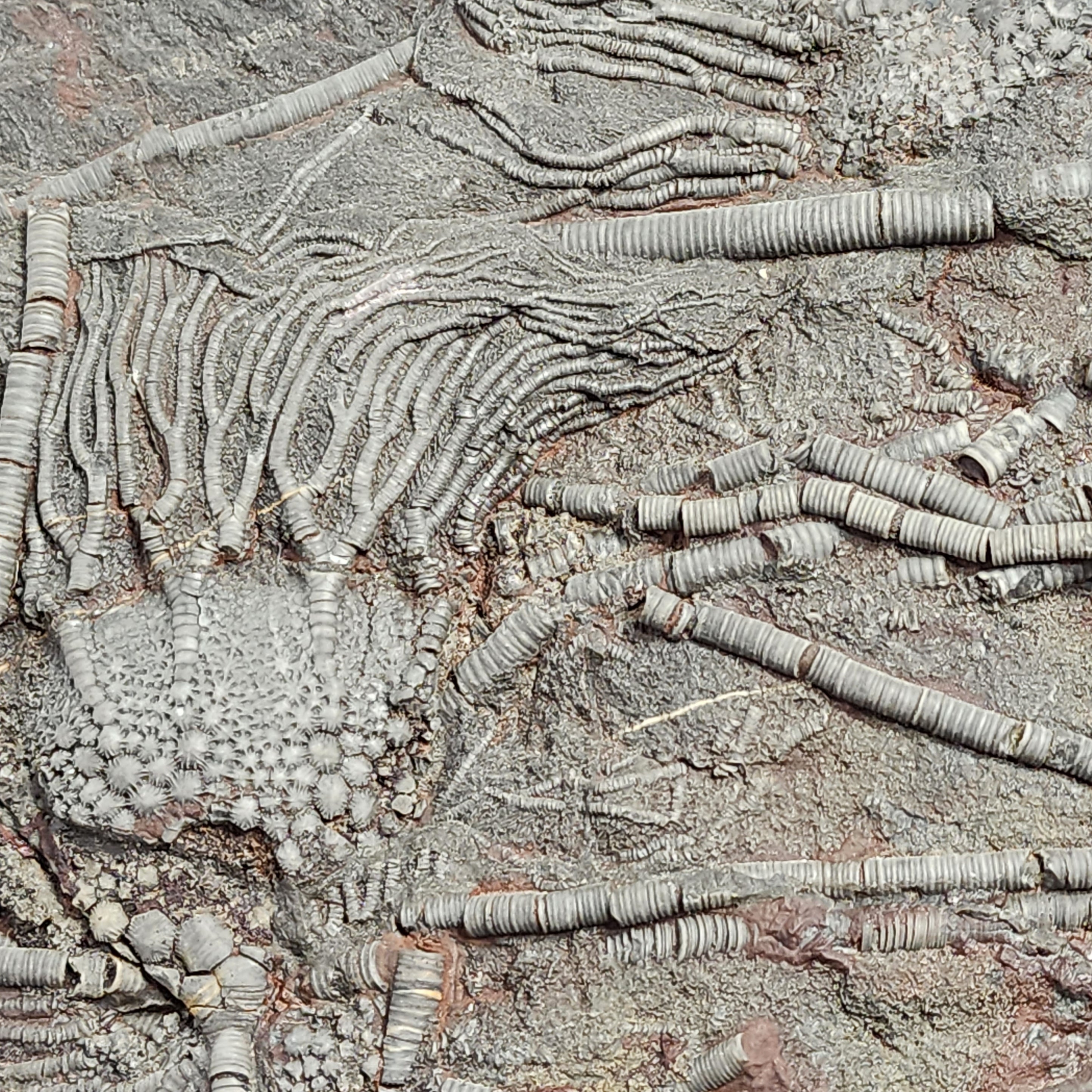 Fancy Fossil - Crinoid Plate – Red Stone Fossils