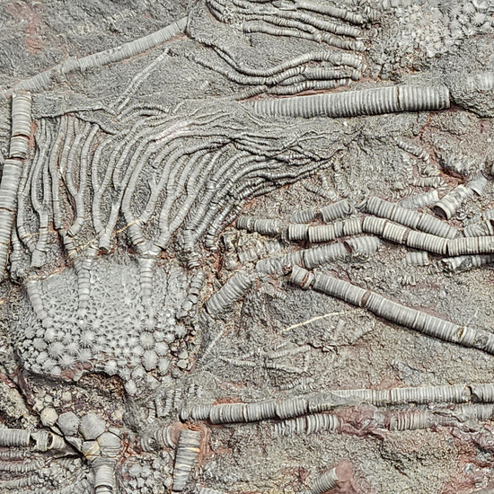 Fancy Fossil - Crinoid Plate – Red Stone Fossils