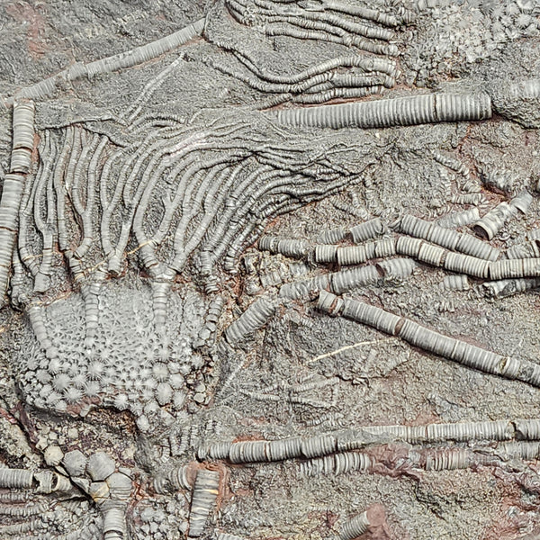 Fancy Fossil - Crinoid Plate – Red Stone Fossils