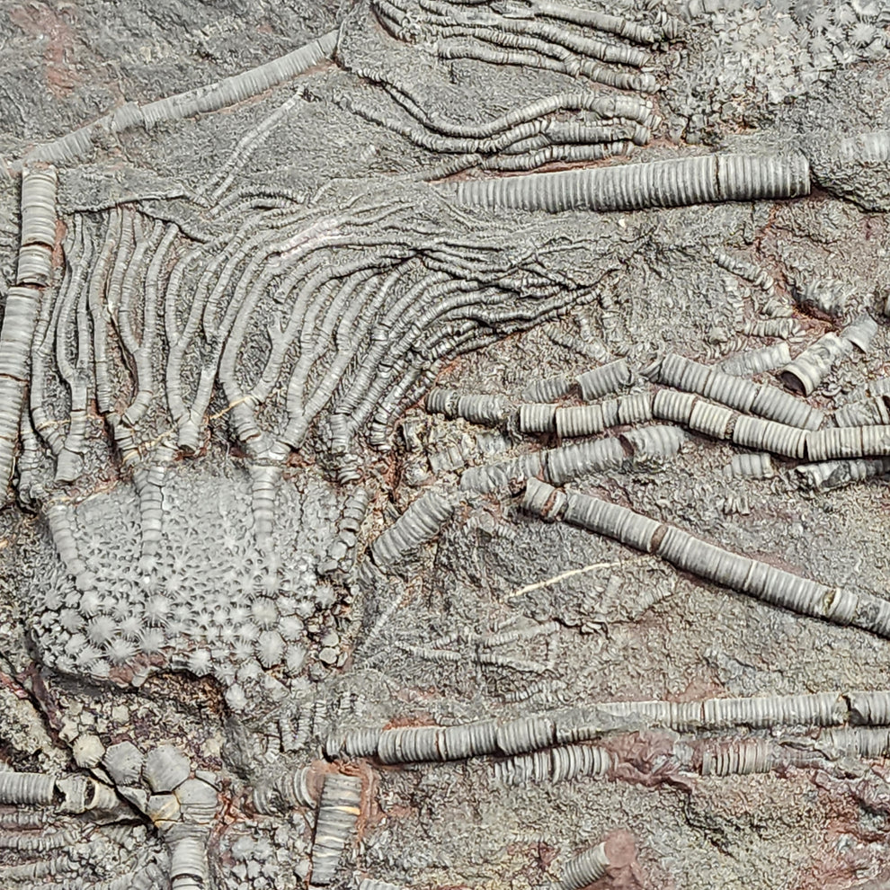 Fancy Fossil - Crinoid Plate – Red Stone Fossils