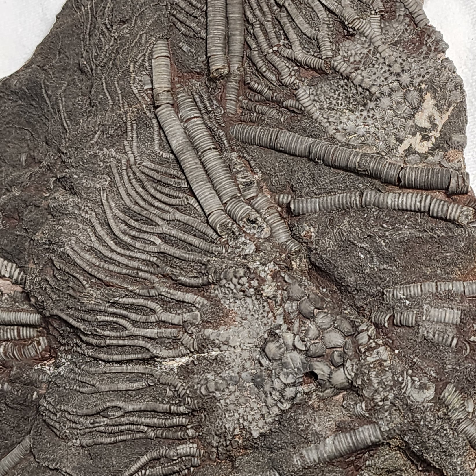 Fancy Fossil - Crinoid Plate – Red Stone Fossils