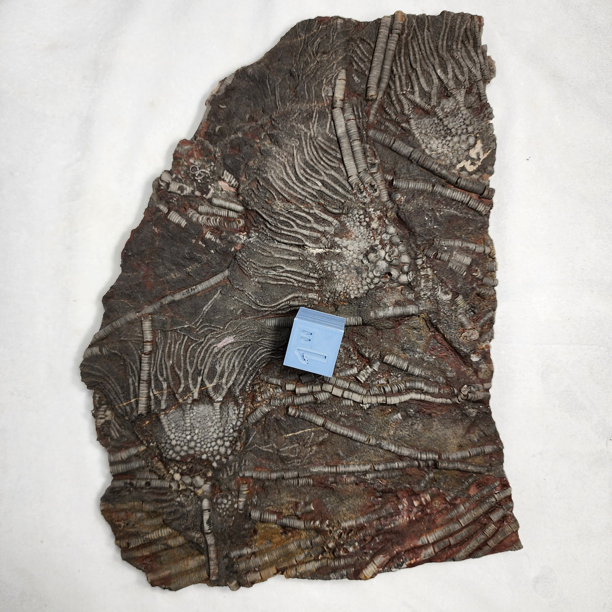 Fancy Fossil - Crinoid Plate – Red Stone Fossils