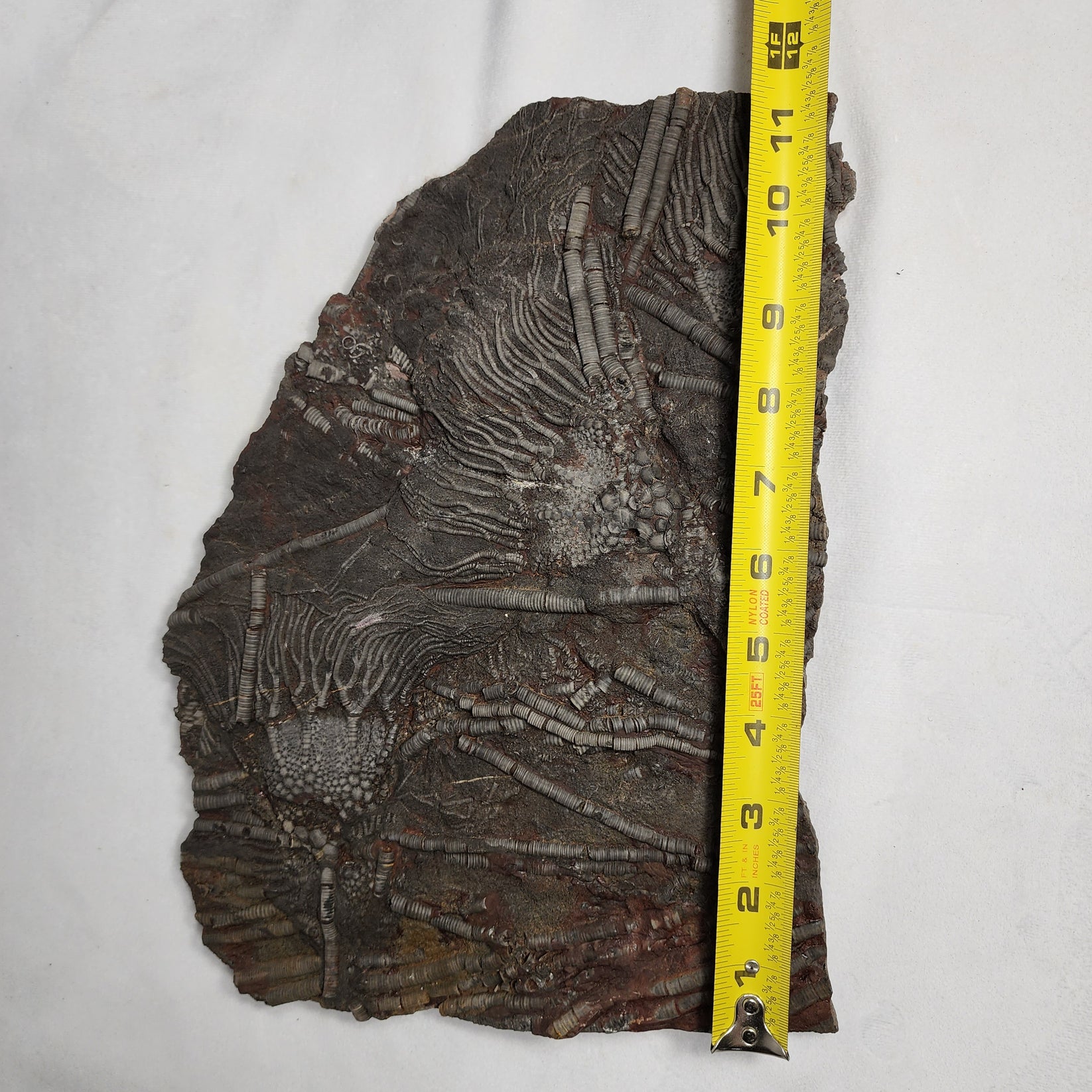 Fancy Fossil - Crinoid Plate – Red Stone Fossils