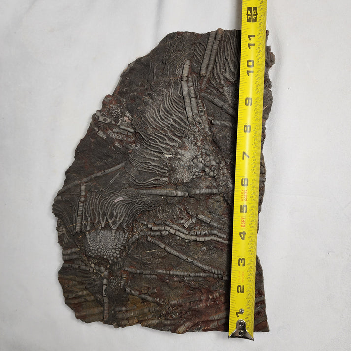 Fancy Fossil - Crinoid Plate – Red Stone Fossils
