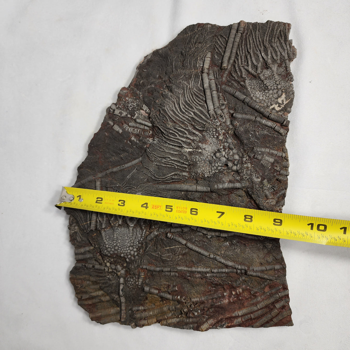 Fancy Fossil - Crinoid Plate – Red Stone Fossils