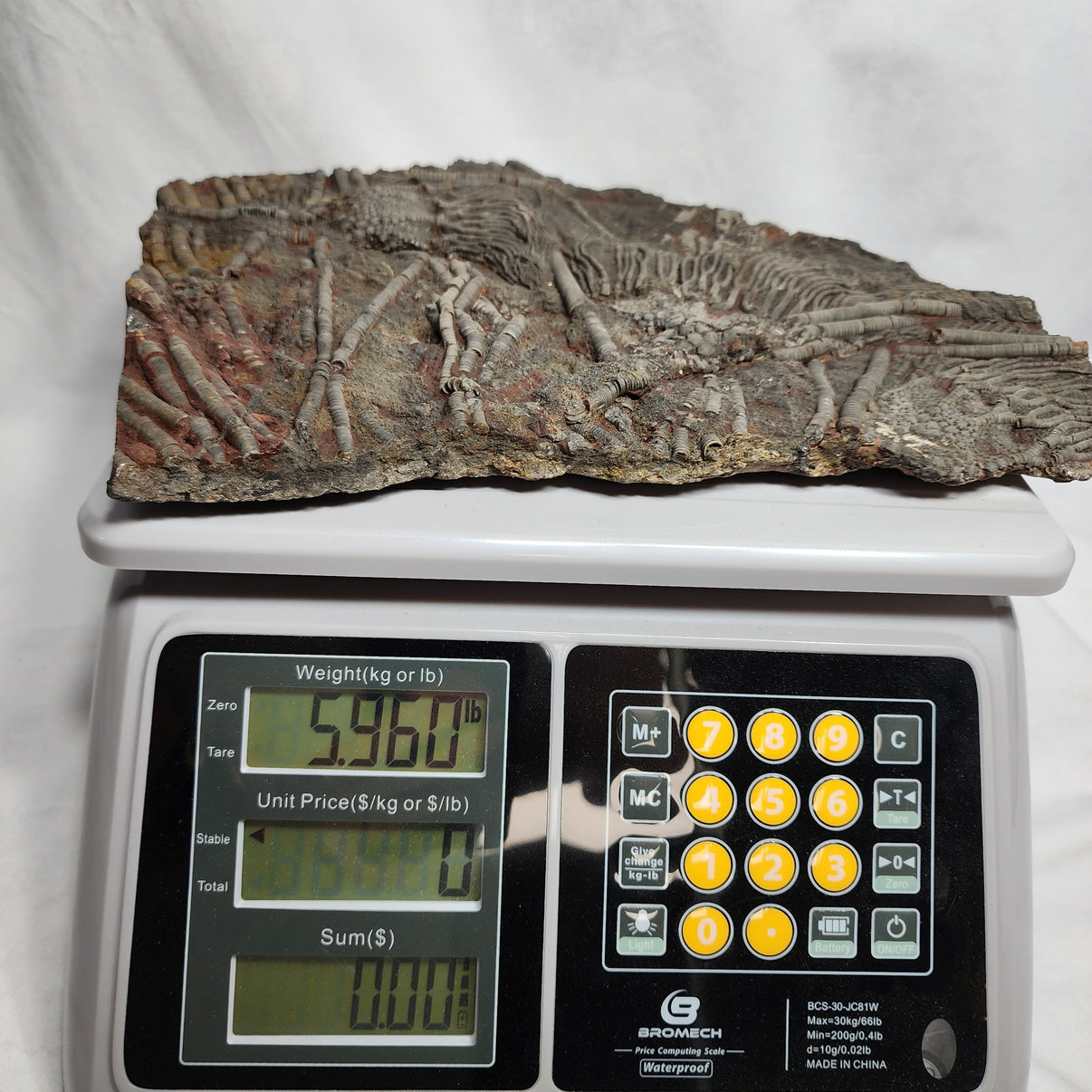Fancy Fossil - Crinoid Plate – Red Stone Fossils