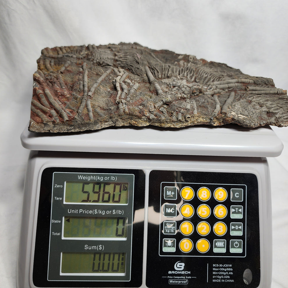 Fancy Fossil - Crinoid Plate – Red Stone Fossils